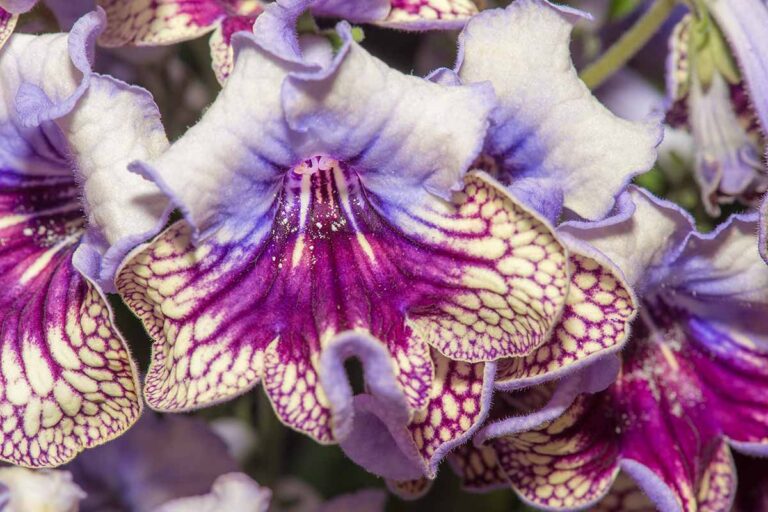 How to Grow Cape Primrose (Streptocarpus) | Gardener’s Path