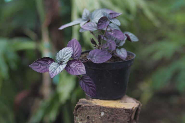 How to Grow and Care for Waffle Plants | Gardener's Path