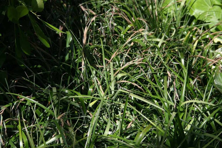 How to Grow and Care for Queen’s Tears Bromeliads