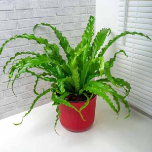 How to Grow and Care for Bird’s Nest Ferns | Gardener’s Path