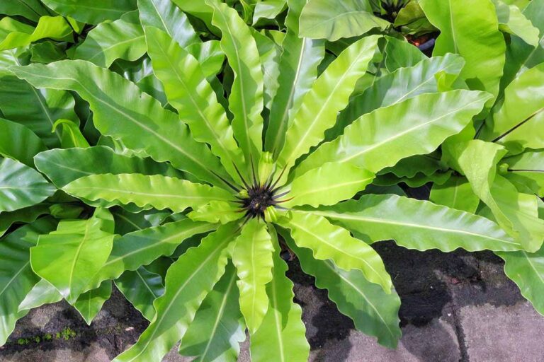 How to Grow and Care for Bird’s Nest Ferns | Gardener’s Path