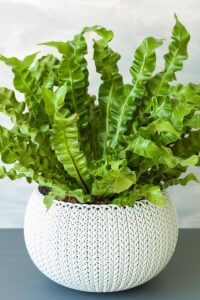 How to Grow and Care for Bird’s Nest Ferns | Gardener’s Path