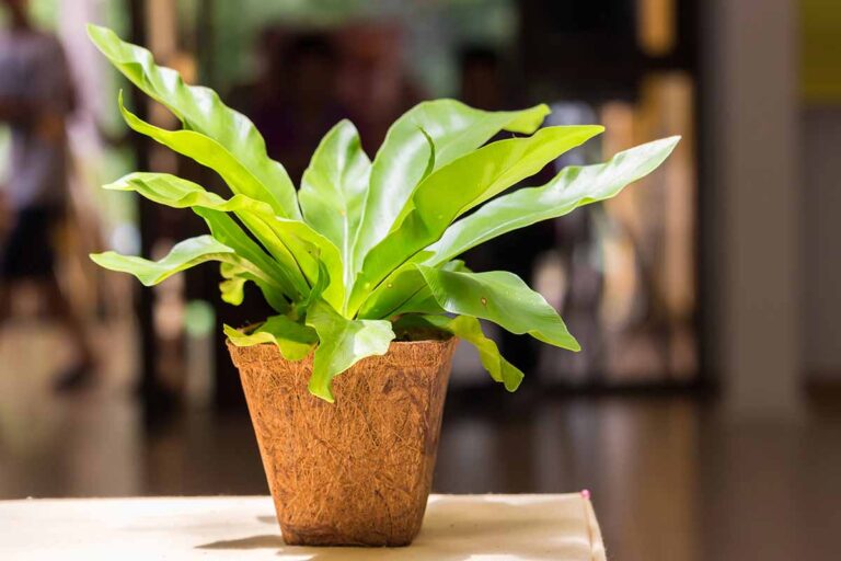 How to Grow and Care for Bird’s Nest Ferns | Gardener’s Path