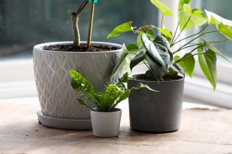 How to Grow and Care for Bird’s Nest Ferns | Gardener’s Path
