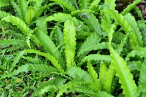How to Grow and Care for Bird’s Nest Ferns | Gardener’s Path