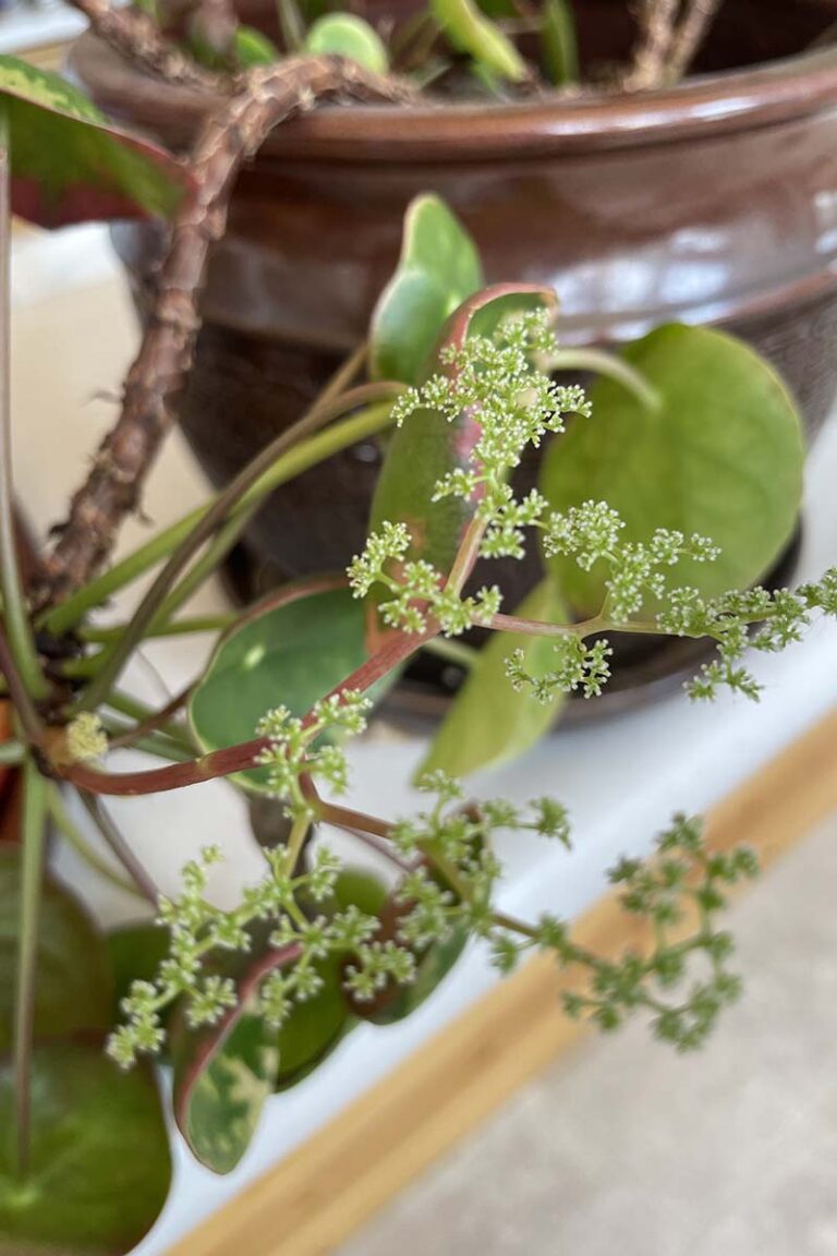 How to Grow and Care for Chinese Money Plants | Gardener’s Path