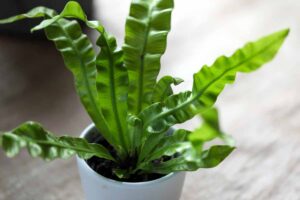 How to Grow and Care for Bird’s Nest Ferns | Gardener’s Path