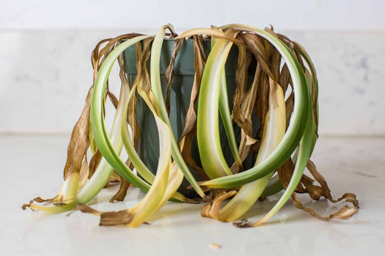 5 Spider Plant Diseases and Disorders and How to Solve Them