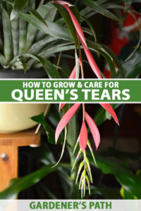 How to Grow and Care for Queen’s Tears Bromeliads