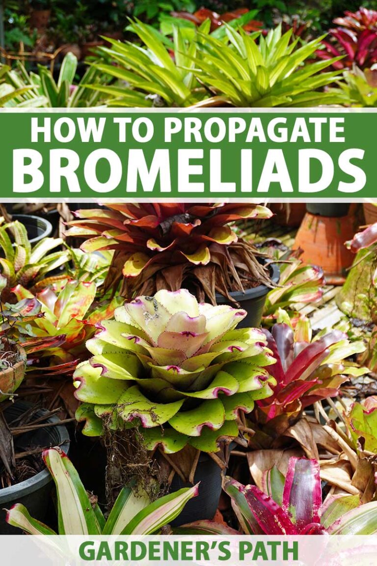 When and How to Propagate Bromeliads | Gardener’s Path