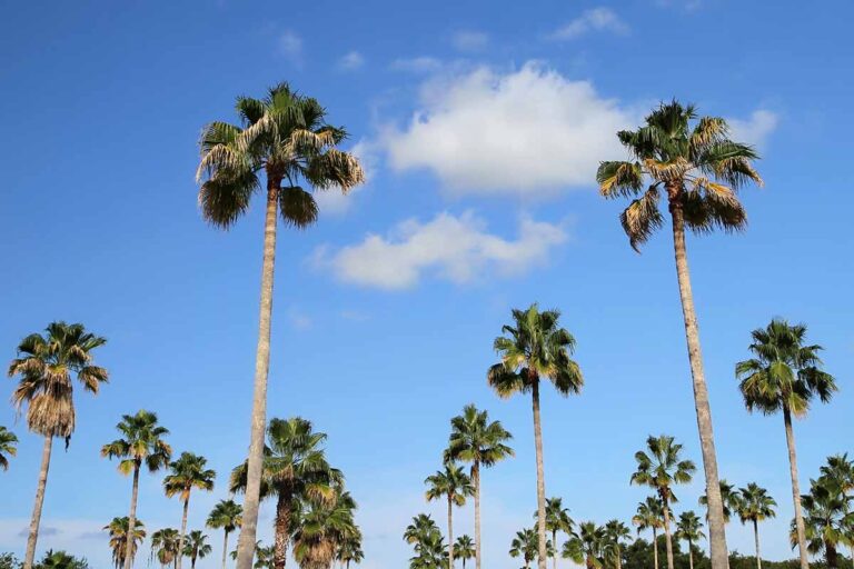 How to Grow and Care for Mexican Fan Palms | Gardener’s Path