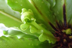 How to Grow and Care for Bird’s Nest Ferns | Gardener’s Path