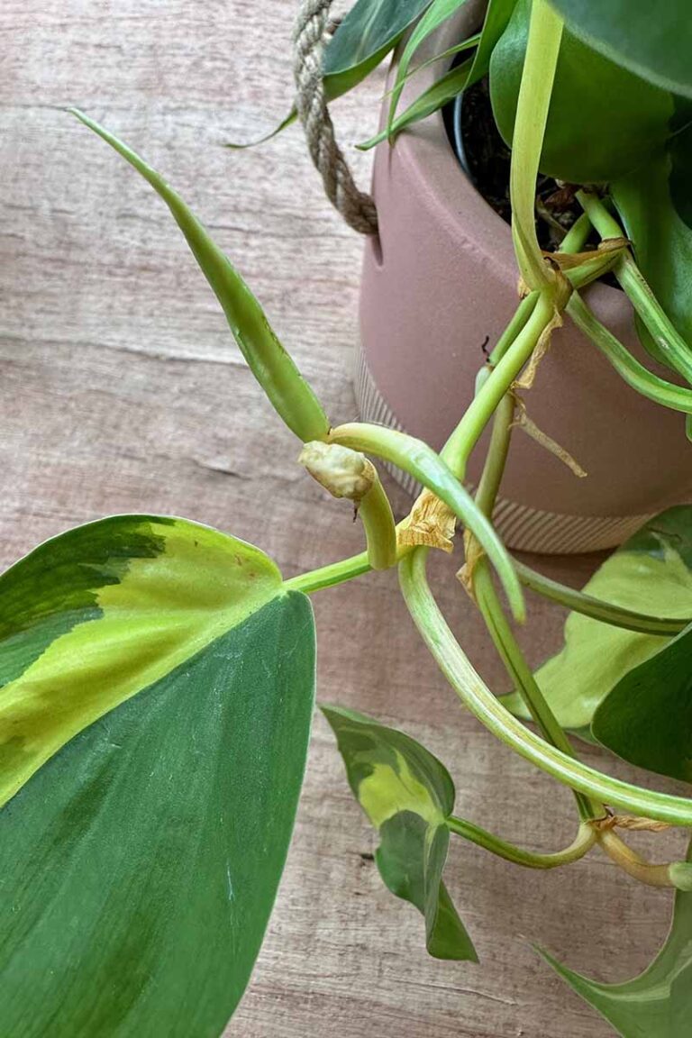 How to Grow and Care for Philodendron ‘Brasil’ | Gardener’s Path
