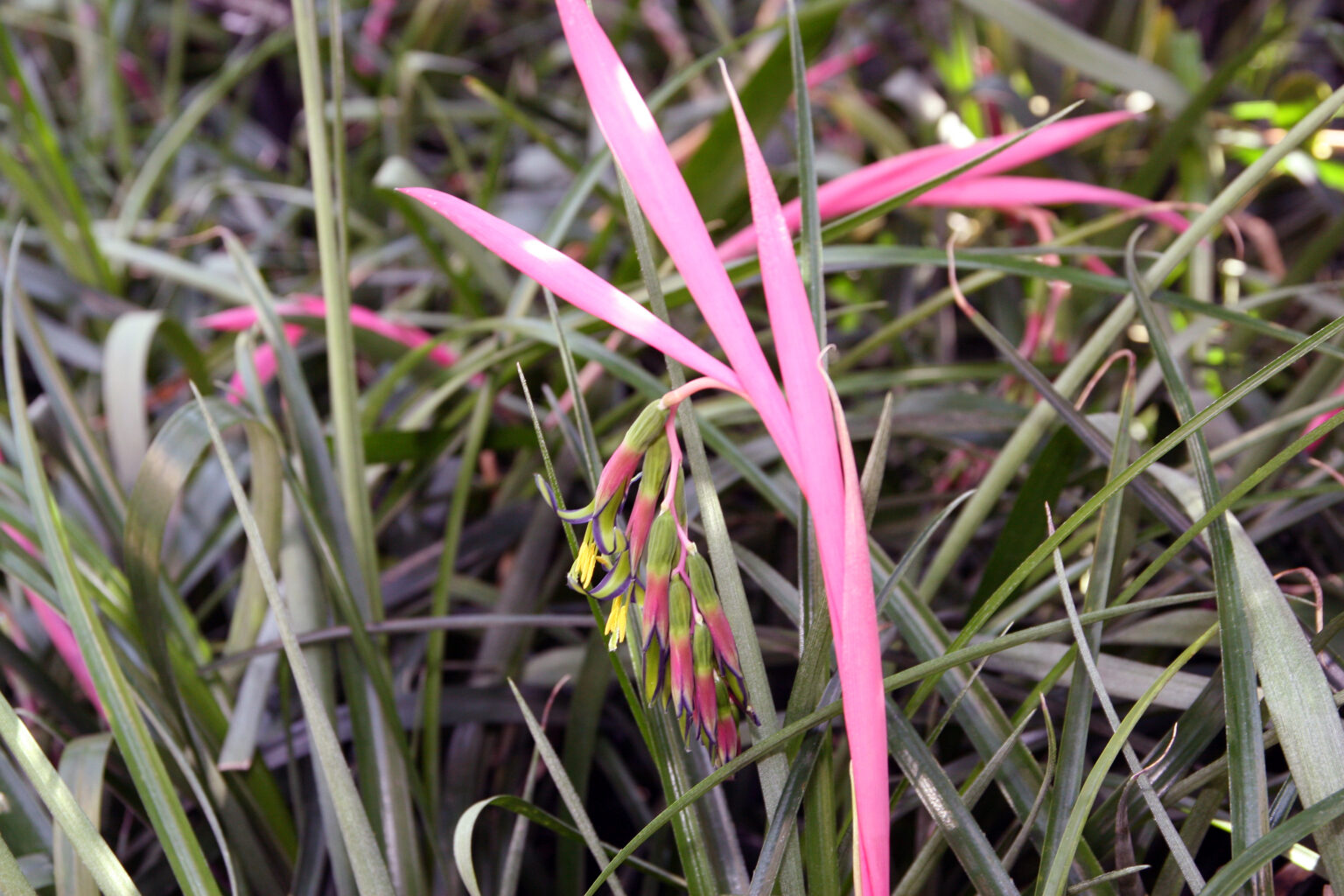 How to Grow and Care for Queen’s Tears Bromeliads
