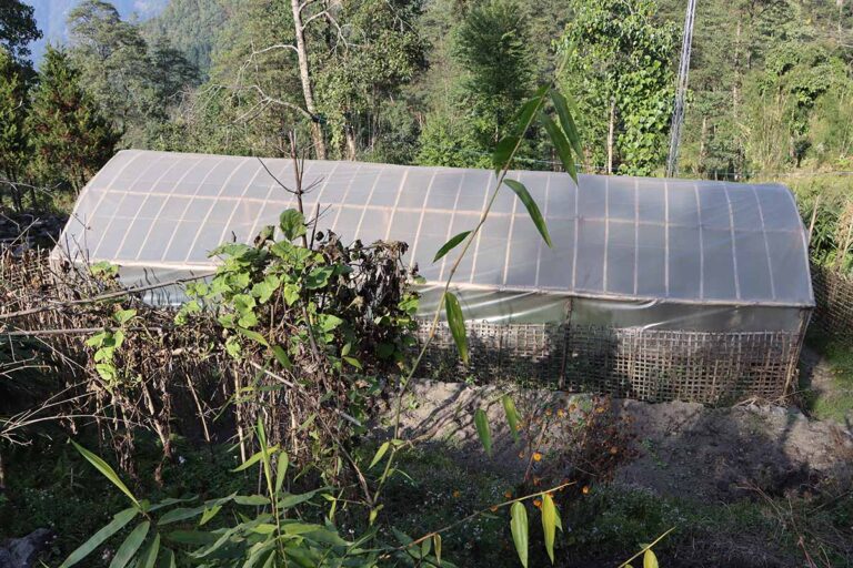 Greenhouse Gardening 101: How to Get Started | Gardener’s Path