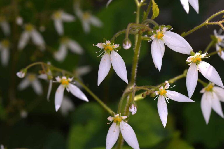 Tips for Growing Strawberry Geraniums Outdoors