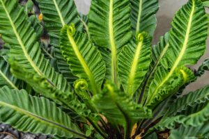 How to Grow and Care for Bird’s Nest Ferns | Gardener’s Path