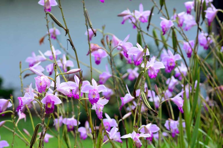 How to Grow Terrestrial Orchids | Gardener’s Path