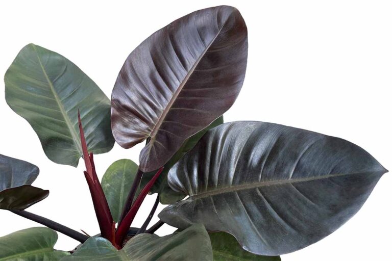 41 Exceptional Philodendron Varieties | Gardener’s Path