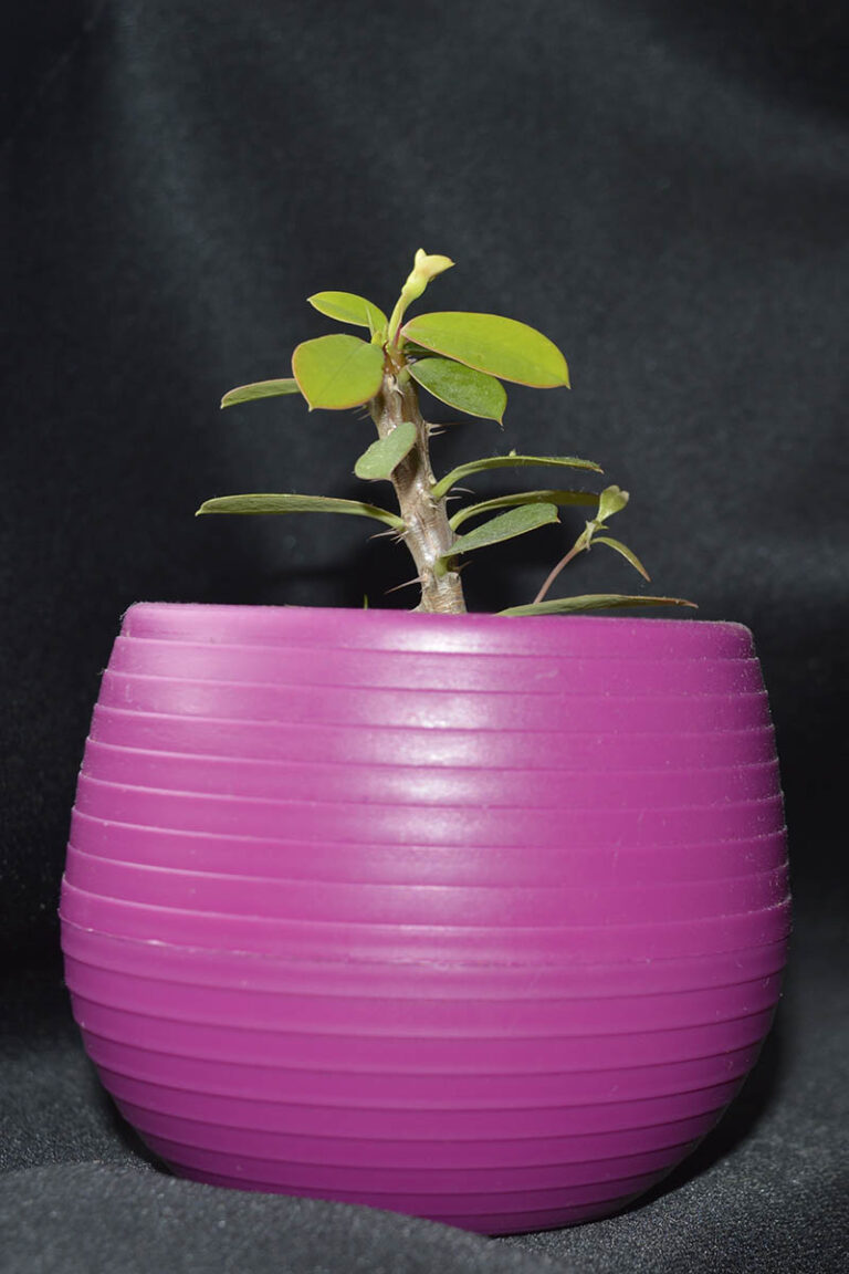 How to Grow and Care for Crown of Thorns | Gardener’s Path