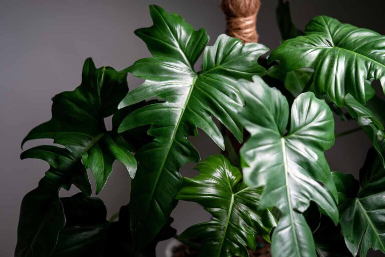 41 Exceptional Philodendron Varieties | Gardener’s Path