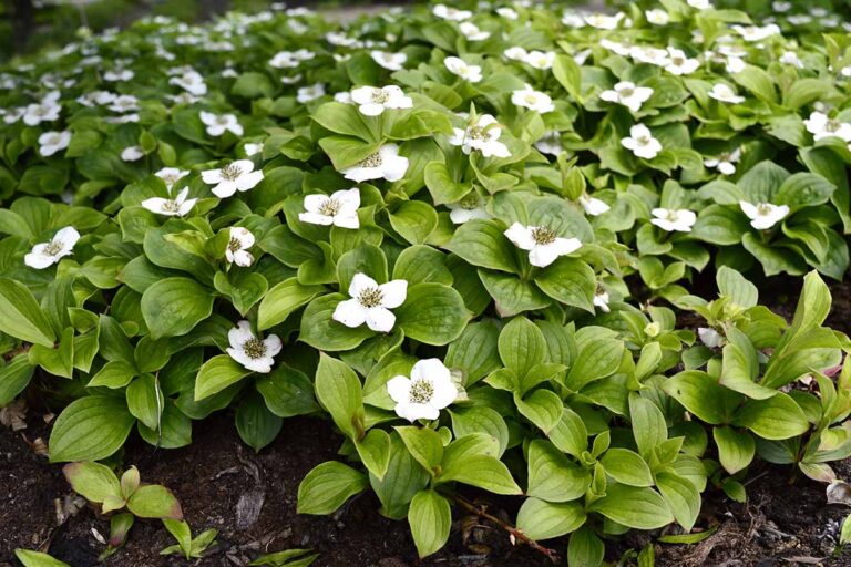 How to Grow and Care for Dogwoods | Gardener’s Path