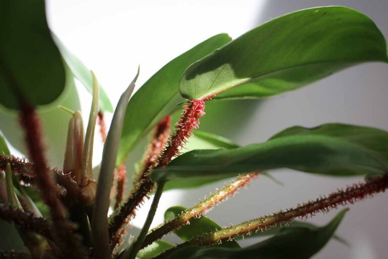 41 Exceptional Philodendron Varieties | Gardener’s Path