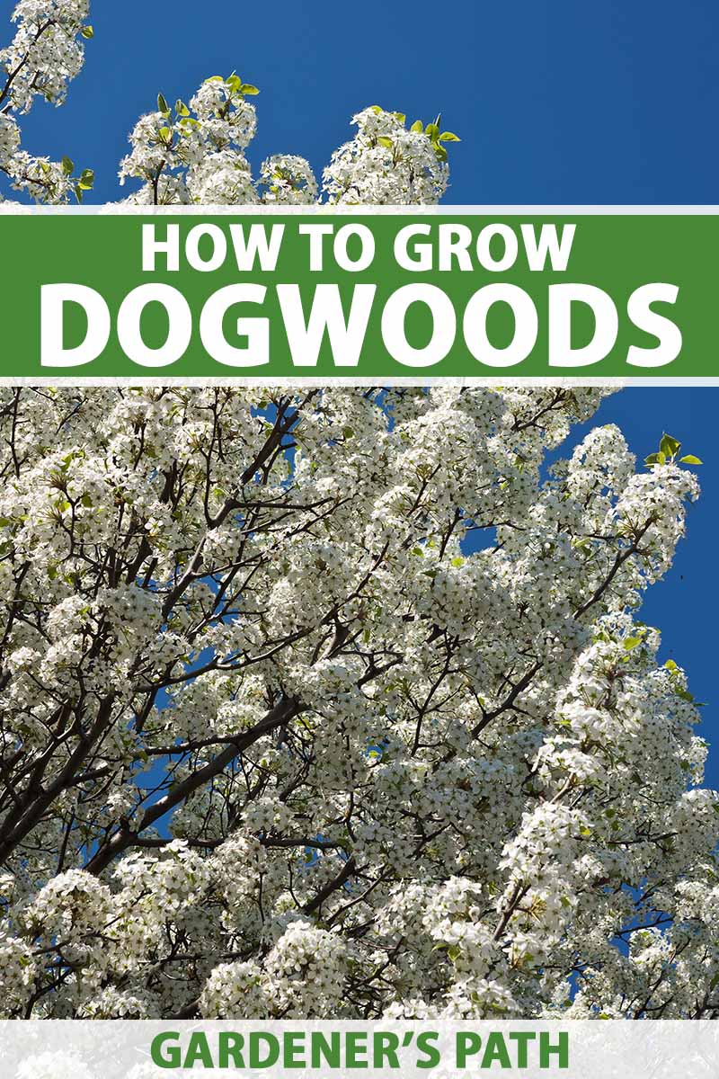 How To Grow And Care For Dogwoods Gardener s Path How To Grow And Care For Dogwoods Gardener s Path