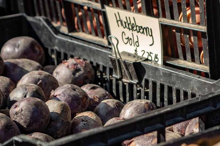 13 of the Best Purple and Blue Potato Varieties | Gardener’s Path