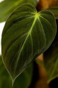 How to Grow Philodendron Micans | Gardener’s Path