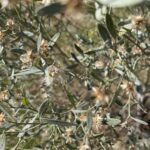 How to Identify and Manage Common Blueberry Pests and Diseases