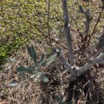 How to Identify and Manage Common Blueberry Pests and Diseases