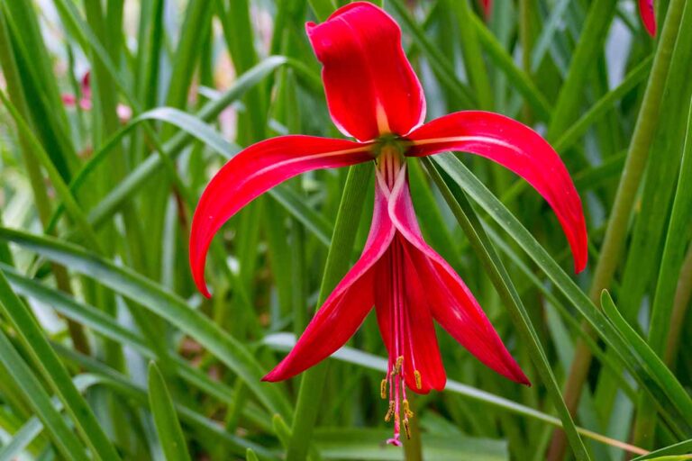 How to Grow and Care for Aztec Lilies | Gardener’s Path