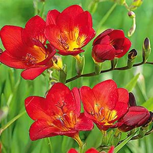 How to Grow and Care for Freesia Flowers | Gardener’s Path