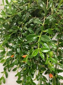 How to Grow and Care for Goldfish Plant | Gardener’s Path