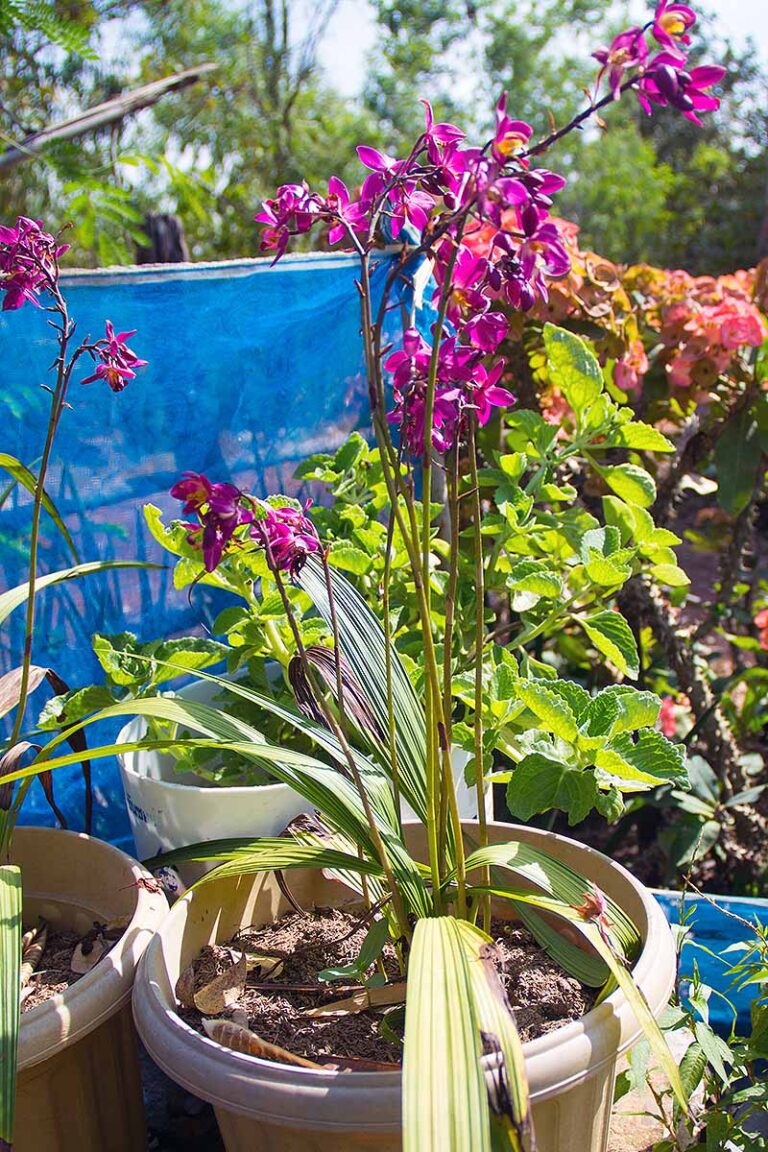 How to Grow and Care for Calanthe Orchids | Gardener’s Path