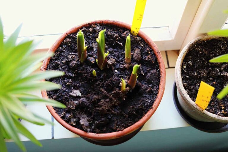 Easy Fixes for Calla Lilies That Won’t Bloom | Gardener’s Path