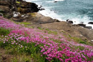 How to Grow and Care for Sea Thrift (Armeria maritima)