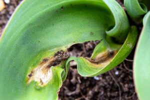 Tips for Growing Greig’s (Greigii) Tulips | Gardener’s Path