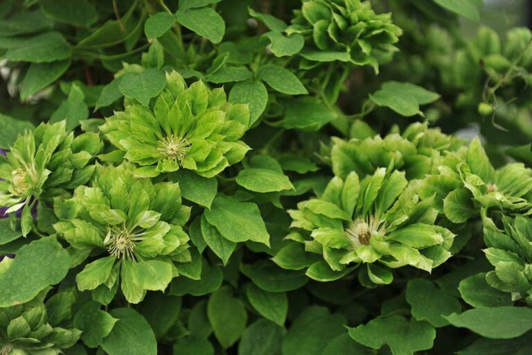 21 of the Best Green Flowers for Your Garden | Gardener's Path