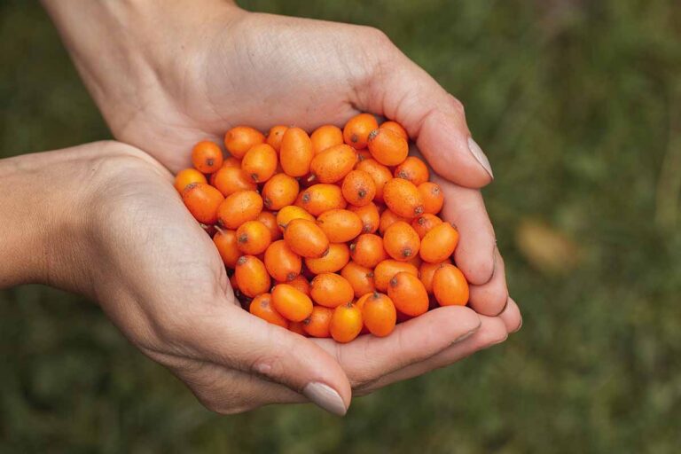 How to Grow and Care for Sea Buckthorn | Gardener’s Path