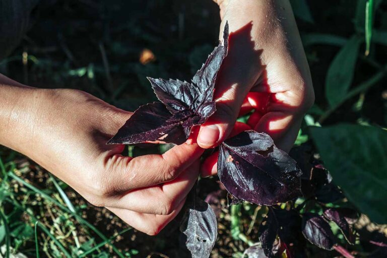 How to Plant and Grow ‘Dark Opal’ Basil | Gardener’s Path