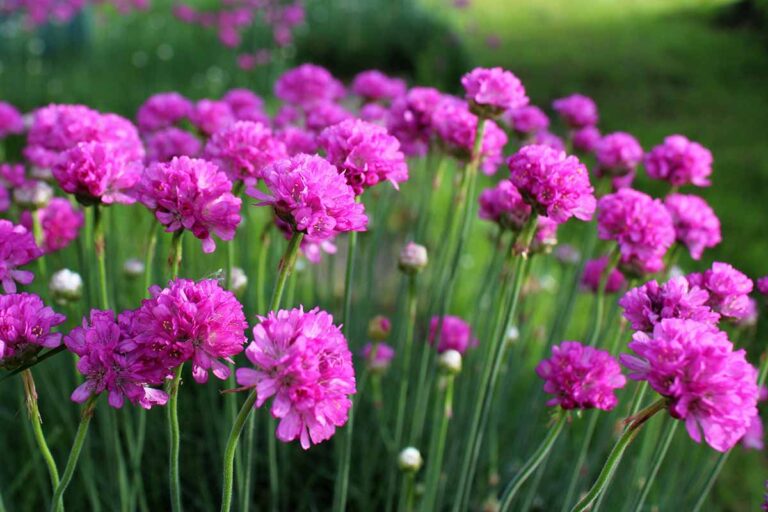 How to Grow and Care for Sea Thrift (Armeria maritima)