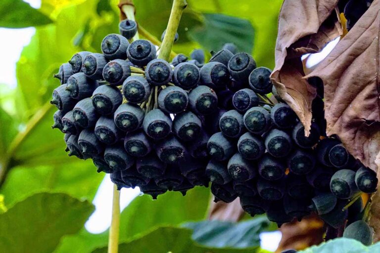 How to Grow Japanese Aralia (Fatsia Japonica) | Gardener’s Path
