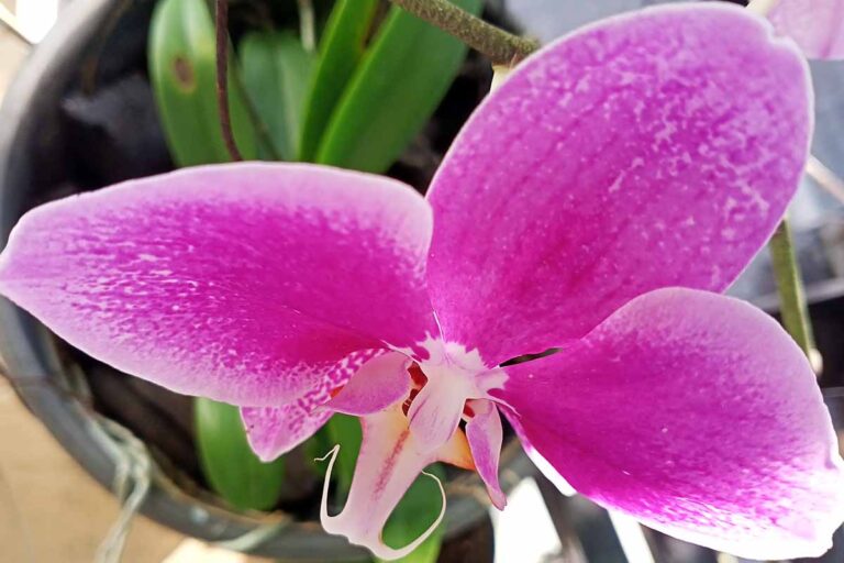 How to Grow and Care for Calanthe Orchids | Gardener’s Path