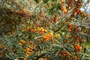 How to Grow and Care for Sea Buckthorn | Gardener’s Path