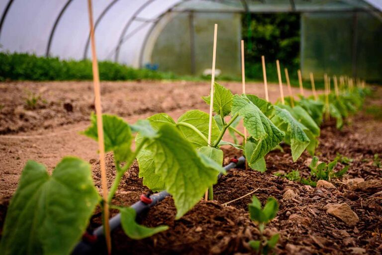 11 Tips for Gardening with a Hoop House | Gardener’s Path