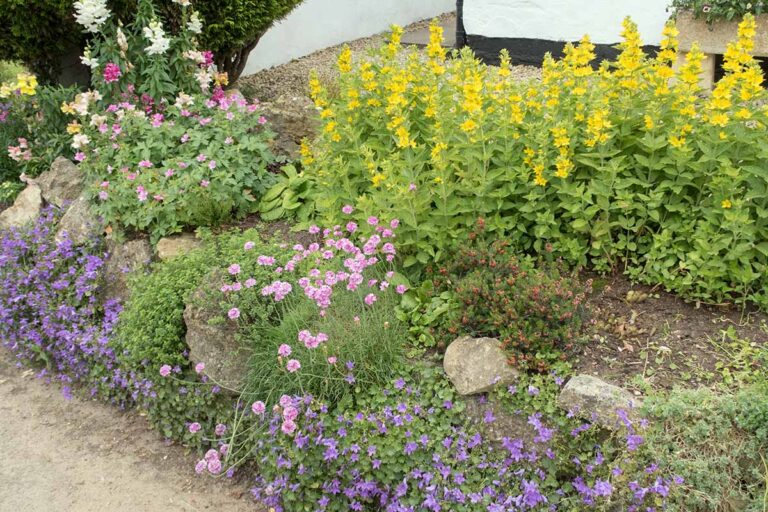 How to Grow and Care for Sea Thrift (Armeria maritima)
