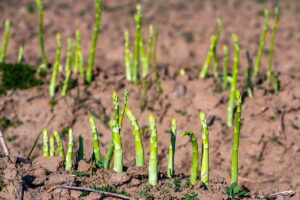 How to Plant and Grow Asparagus | Gardener's Path