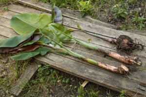How to Grow and Care for Banana Plants | Gardener’s Path